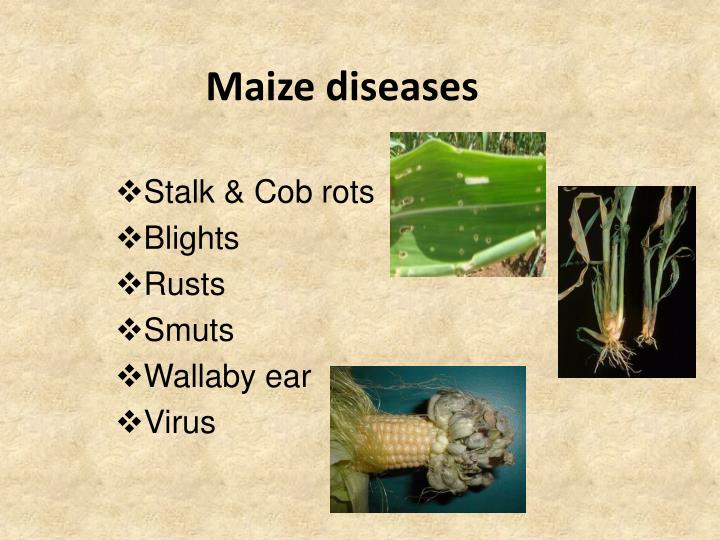 PPT - Common Pests & Diseases in Maize PowerPoint Presentation - ID:6209857