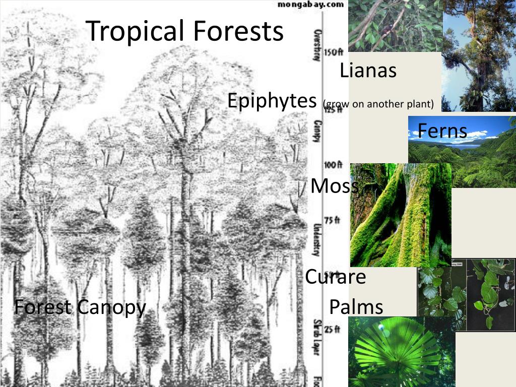 PPT - Earth’s biomes PowerPoint Presentation, free download - ID:6210556