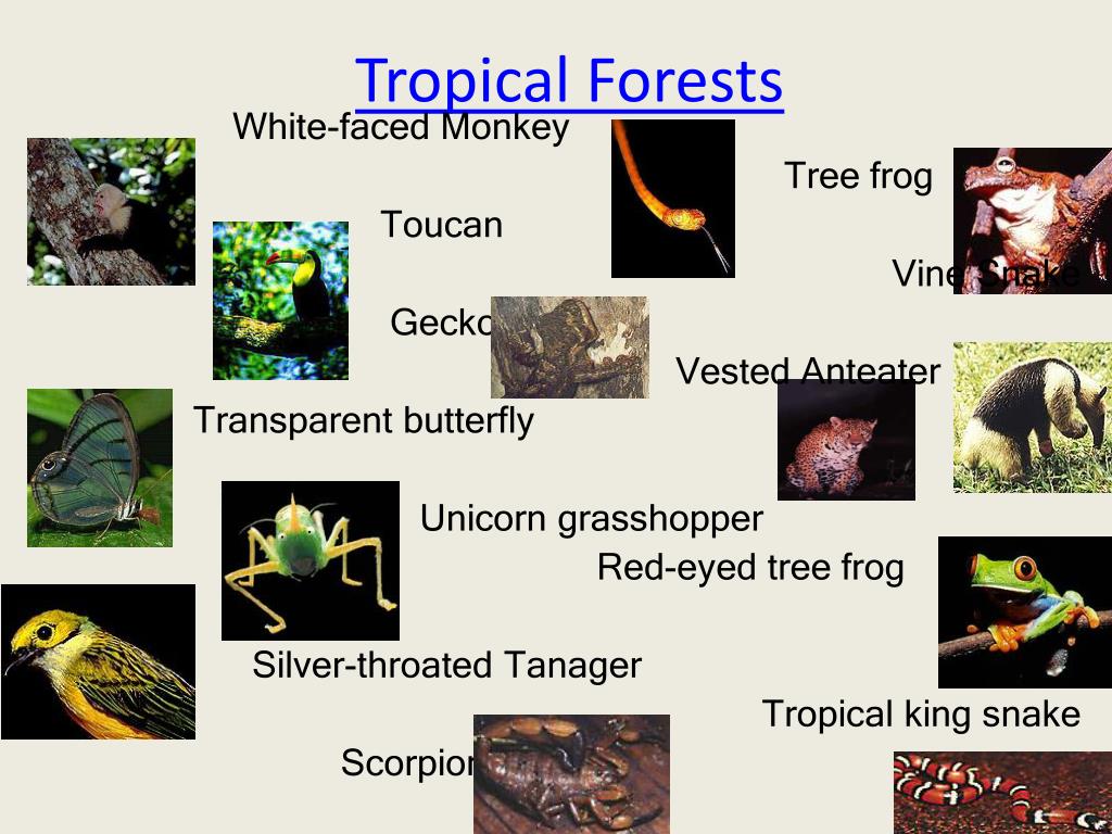 PPT - Earth’s biomes PowerPoint Presentation, free download - ID:6210556