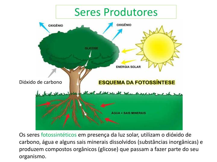 PPT - Funcionamento dos ecossistemas Fluxo de energia Ciclo da matéria ...