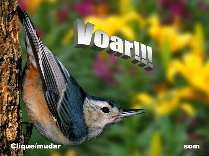 PPT - Voar!!! PowerPoint Presentation, free download - ID:6212155