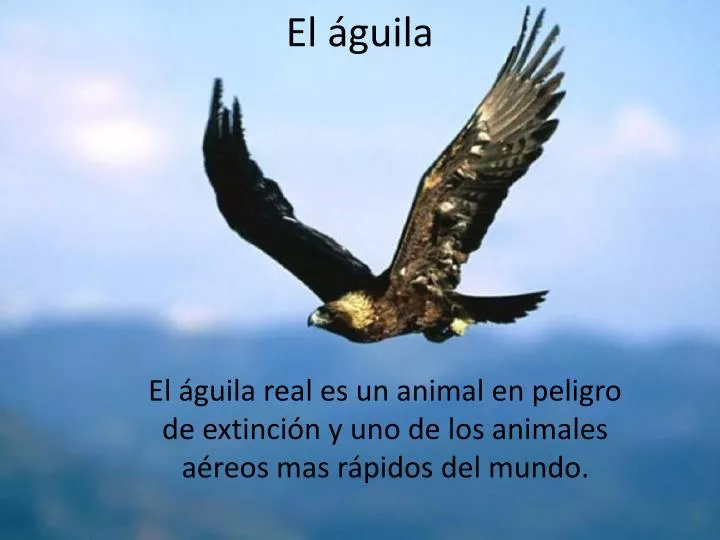 PPT - El á guila PowerPoint Presentation, free download - ID:6212436