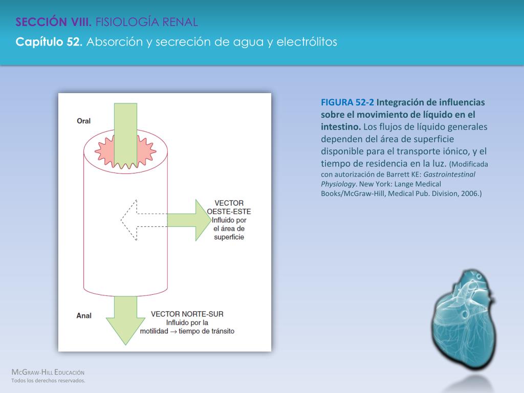 PPT - Capítulo 52 Absorción y secreción de agua y electrólitos ...