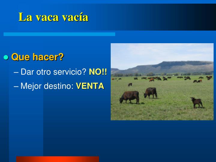 PPT - Sanidad y manejo sanitario en bovinos para carne PowerPoint ...