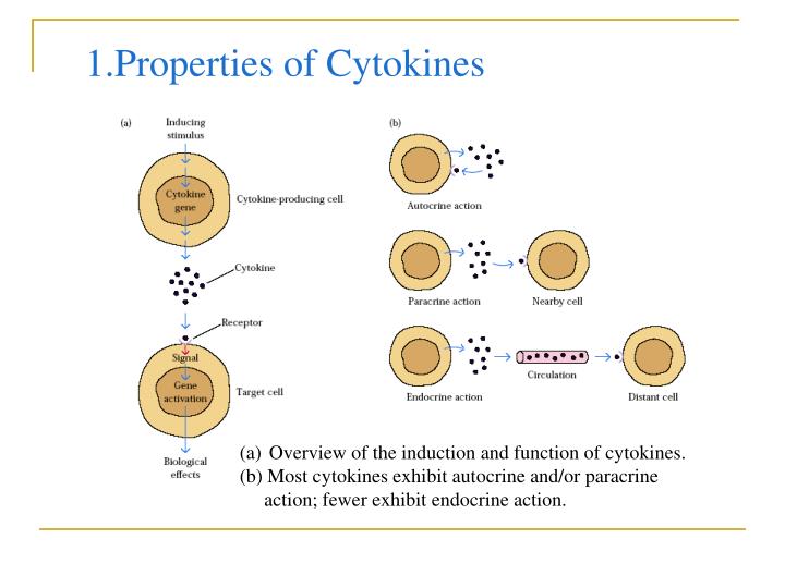 PPT - Cytokines PowerPoint Presentation - ID:6216093