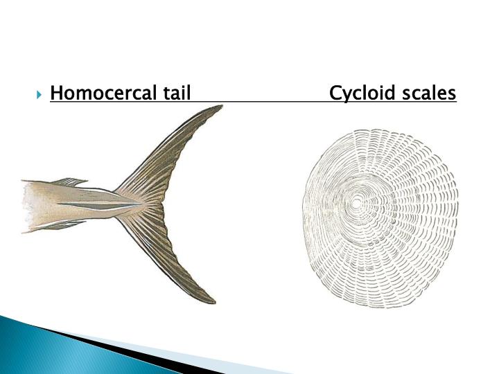 PPT - MARINE FISHES PowerPoint Presentation - ID:6216730