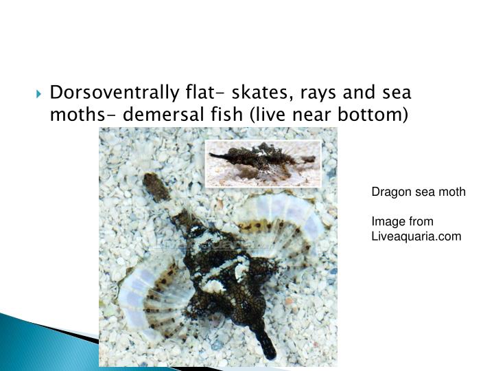 PPT - MARINE FISHES PowerPoint Presentation - ID:6216730