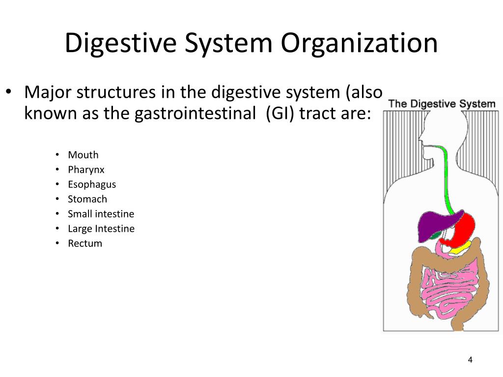 PPT - The Human Digestive System PowerPoint Presentation, free download ...