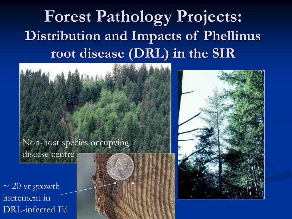 PPT - Forest Pathology Update : Issues and Projects in the Southern ...