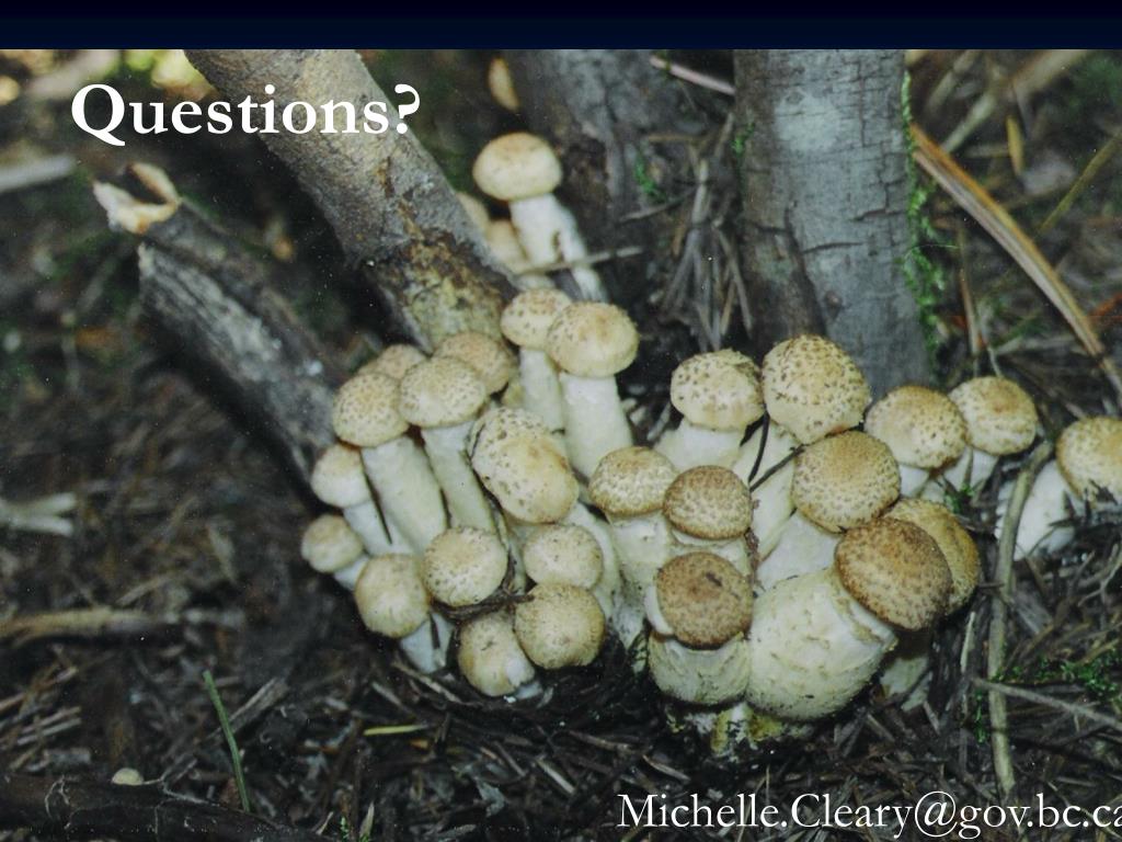 PPT - Forest Pathology Update : Issues and Projects in the Southern ...