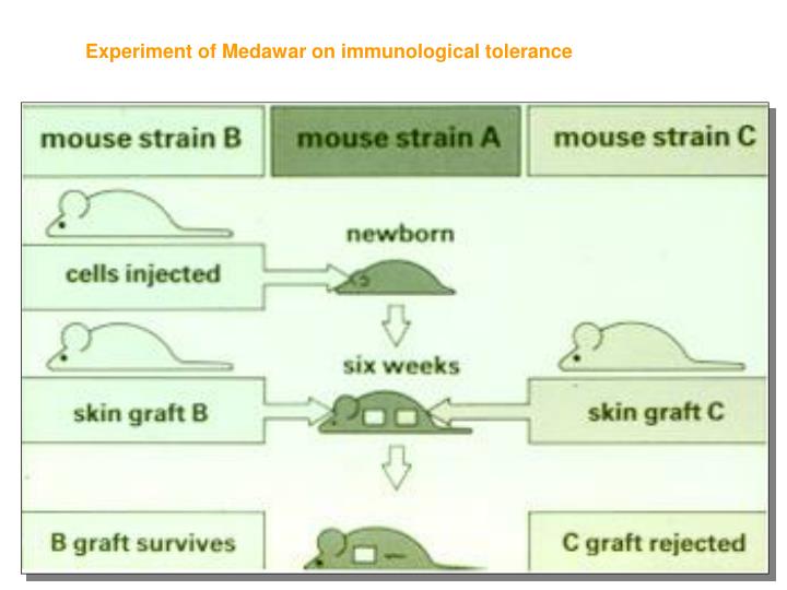 PPT - Chapter16 Immunological Tolerance PowerPoint Presentation - ID ...