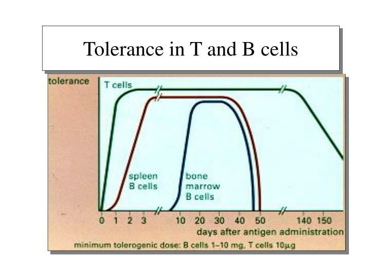 PPT - Chapter16 Immunological Tolerance PowerPoint Presentation - ID ...