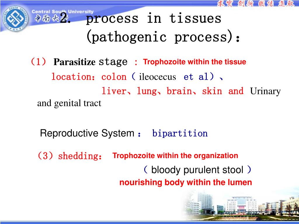 PPT - Medical Parasitology PowerPoint Presentation, free download - ID ...