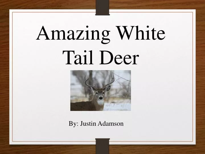 PPT - Amazing White Tail Deer PowerPoint Presentation, free download ...