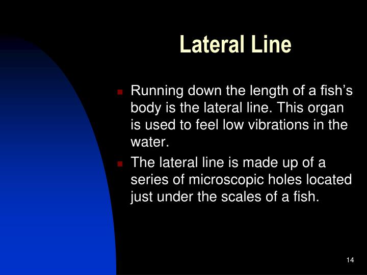 PPT - Anatomy of Fish PowerPoint Presentation - ID:6218452