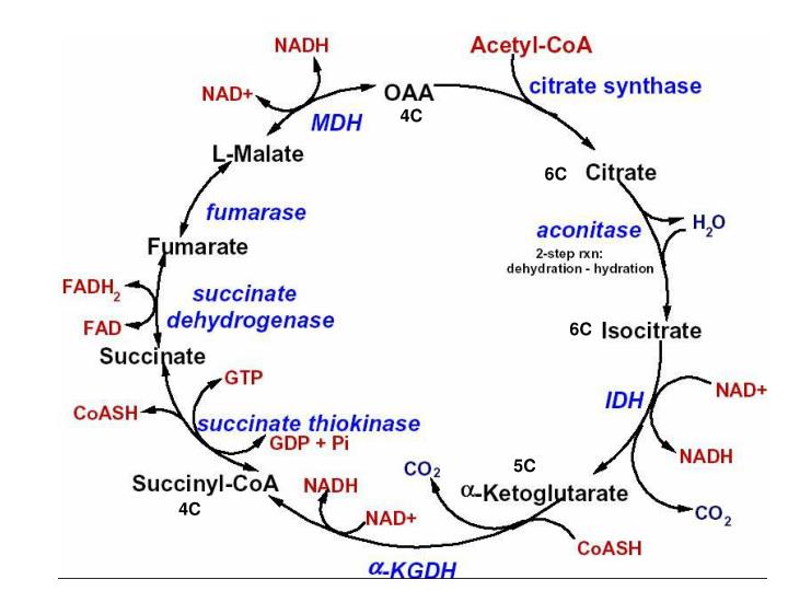 PPT - Oxidative Decarboxylation of Pyruvate PowerPoint Presentation ...
