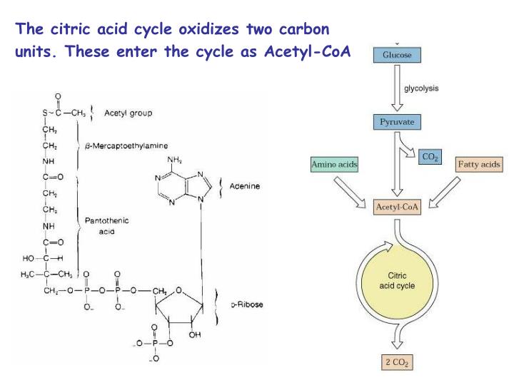 PPT - Oxidative Decarboxylation of Pyruvate PowerPoint Presentation ...