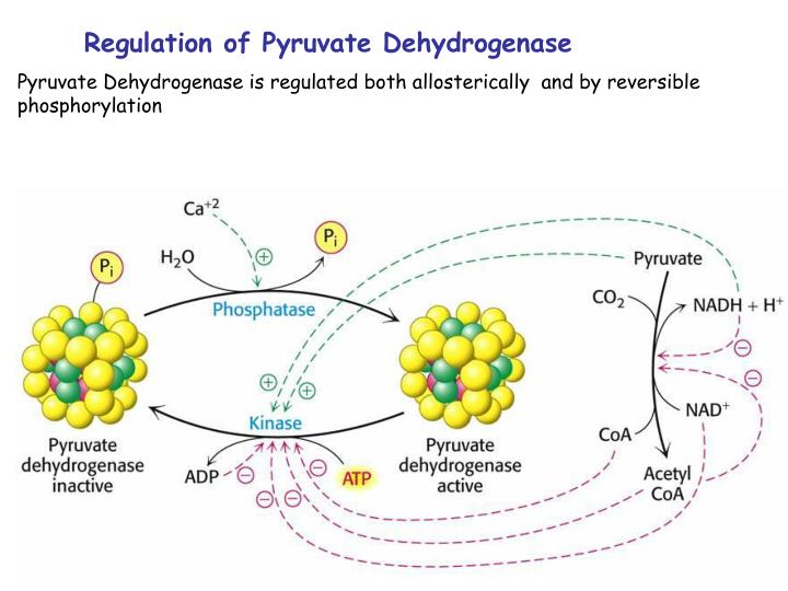 PPT - Oxidative Decarboxylation of Pyruvate PowerPoint Presentation ...