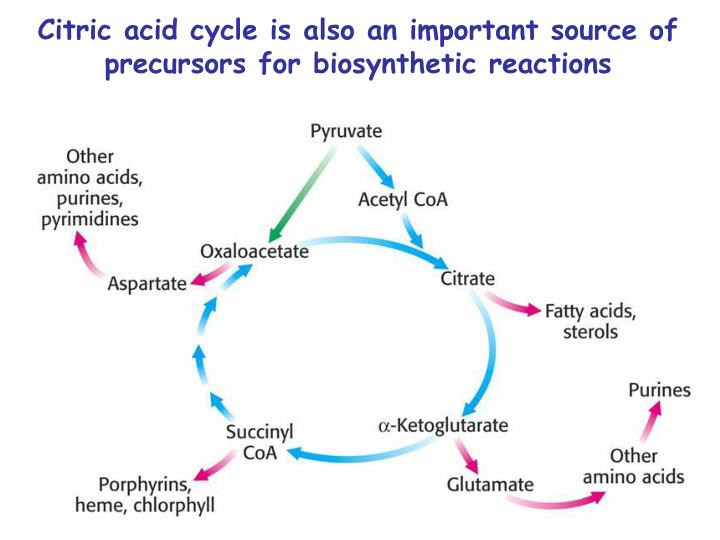 PPT - Oxidative Decarboxylation of Pyruvate PowerPoint Presentation ...