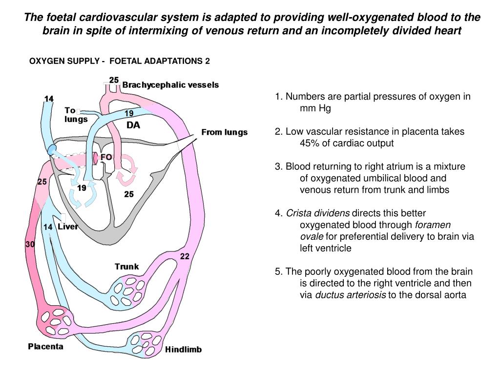PPT - Embryonic Development and Placental Function: Key Learning ...