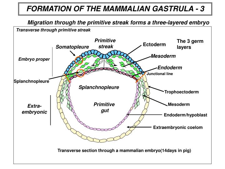 PPT - Cleavage to gastrulation PowerPoint Presentation - ID:6224503