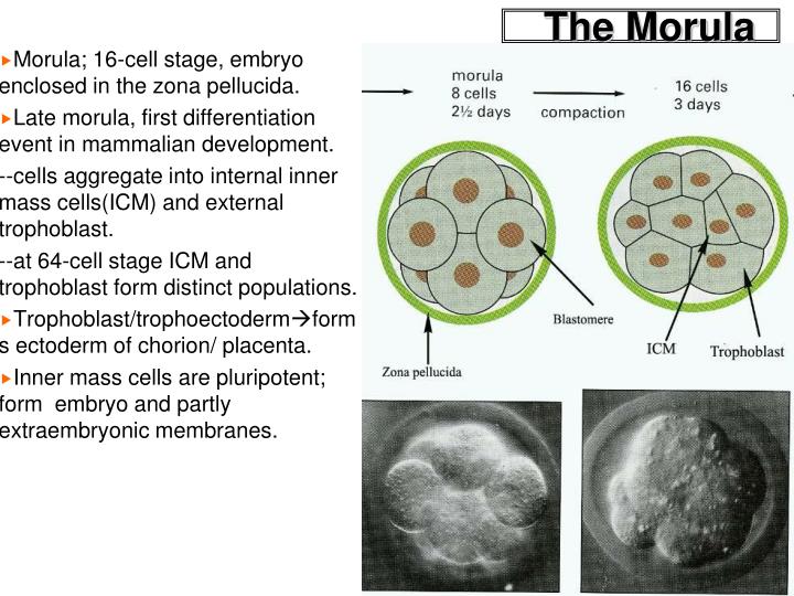 PPT - Cleavage to gastrulation PowerPoint Presentation - ID:6224503