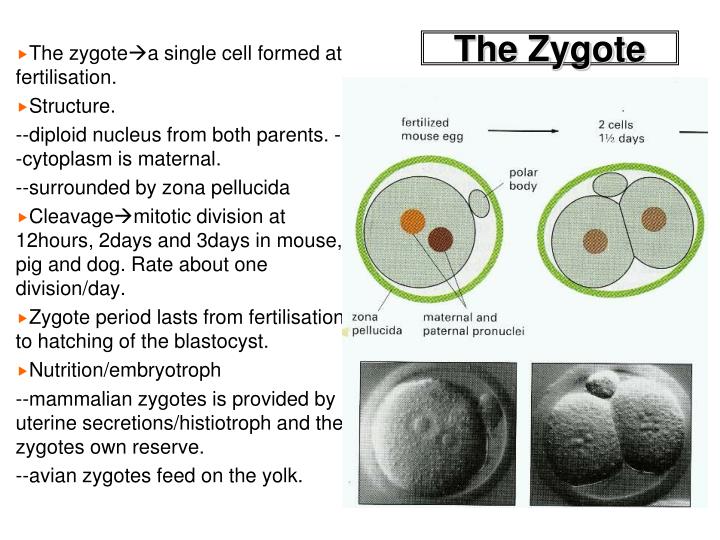 PPT - Cleavage to gastrulation PowerPoint Presentation - ID:6224503