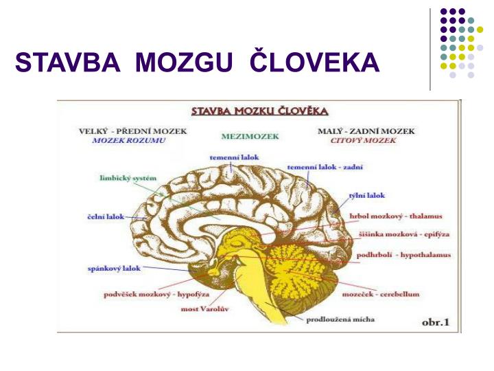 PPT - Patrik Bolek VII. ročník Biológia PowerPoint Presentation - ID ...