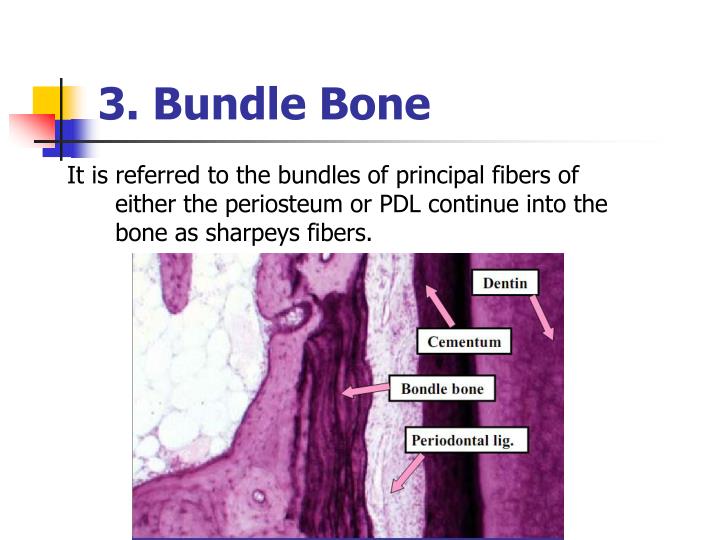 PPT - Bone and alveolar bone PowerPoint Presentation - ID:6228679