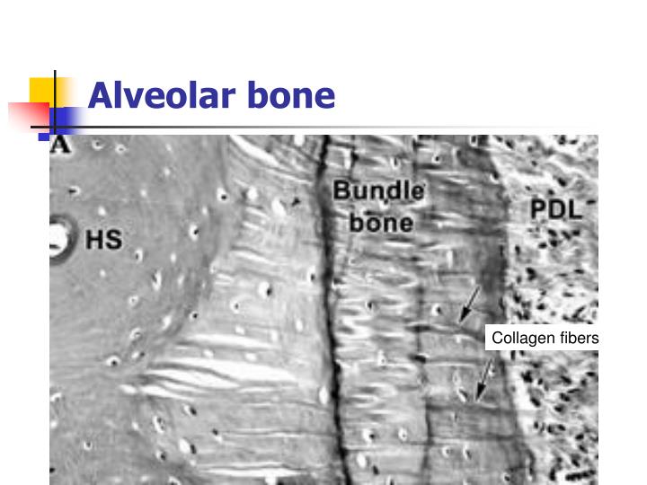 PPT - Bone and alveolar bone PowerPoint Presentation - ID:6228679