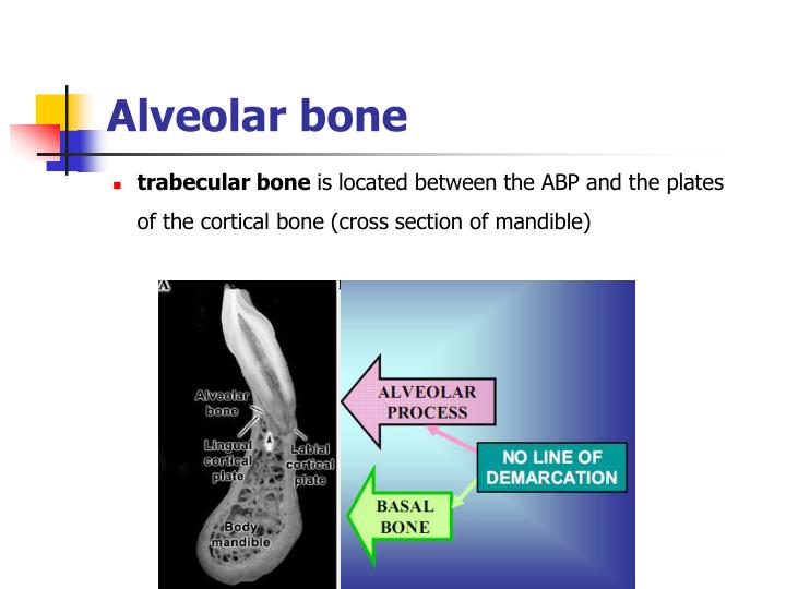 PPT - Bone and alveolar bone PowerPoint Presentation - ID:6228679