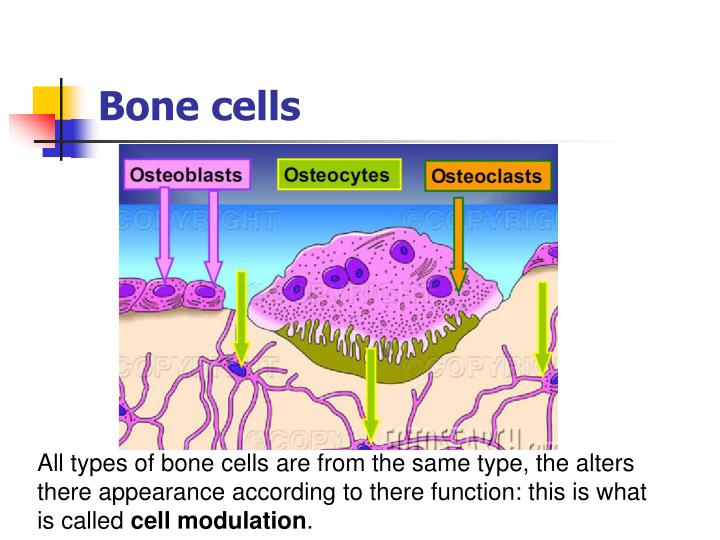 PPT - Bone and alveolar bone PowerPoint Presentation - ID:6228679