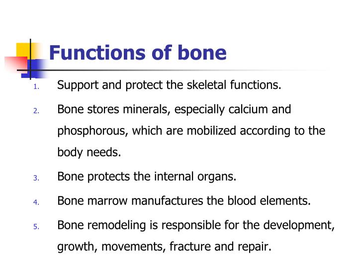 PPT - Bone and alveolar bone PowerPoint Presentation - ID:6228679