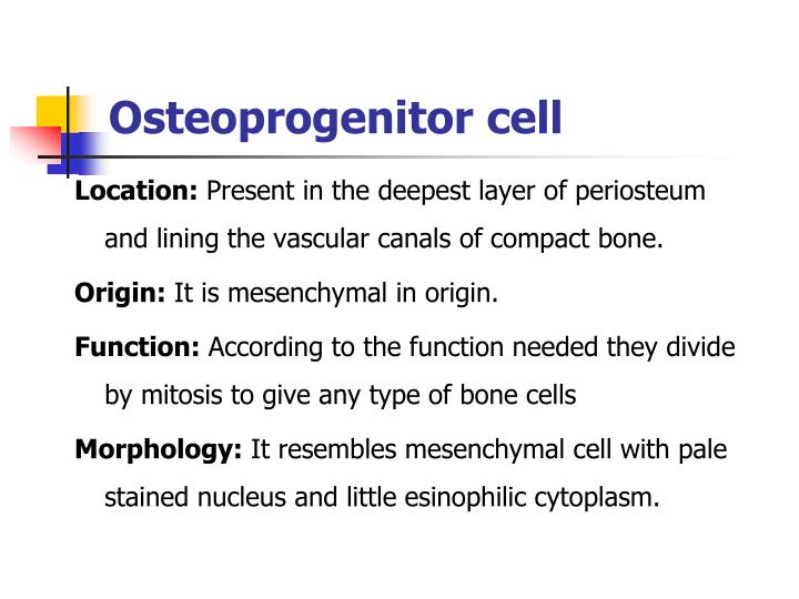 PPT - Bone and alveolar bone PowerPoint Presentation - ID:6228679