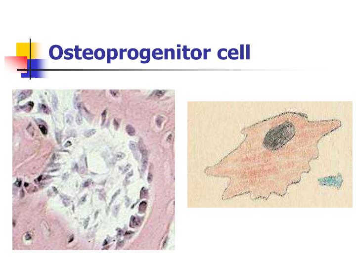 PPT - Bone and alveolar bone PowerPoint Presentation - ID:6228679
