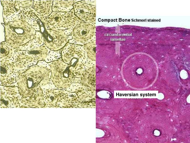 PPT - Bone and alveolar bone PowerPoint Presentation - ID:6228679