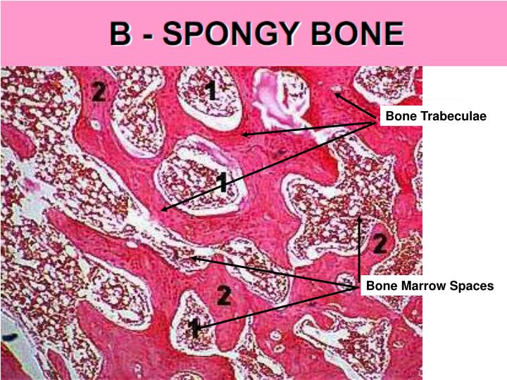 PPT - Bone and alveolar bone PowerPoint Presentation - ID:6228679
