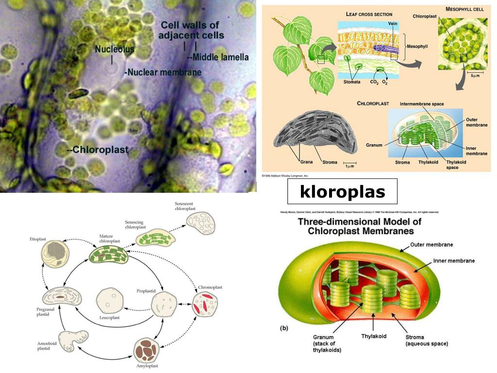 PPT - STRUKTUR SEL TUMBUHAN PowerPoint Presentation, free download - ID ...