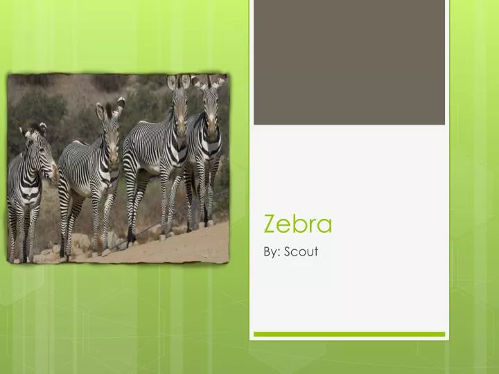 PPT - Zebra PowerPoint Presentation, free download - ID:6232556