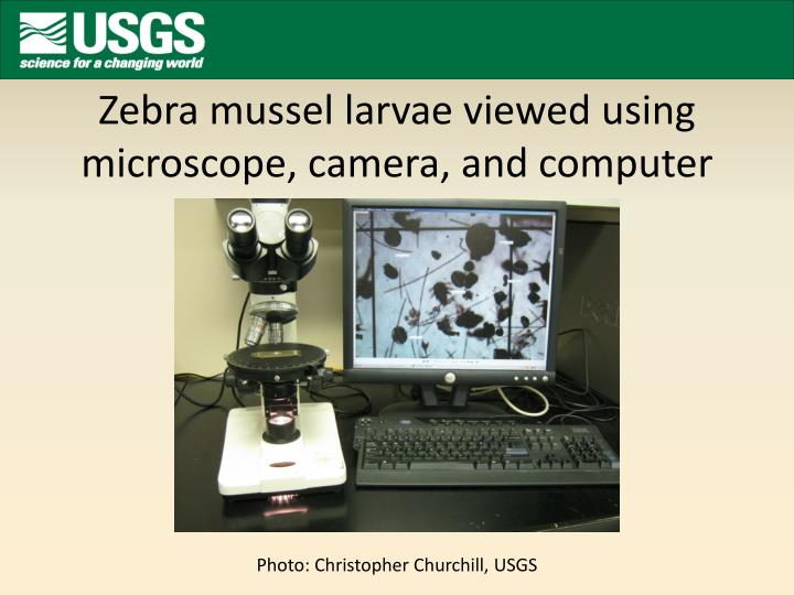 PPT - Water samples to be analyzed for zebra mussel larvae PowerPoint ...
