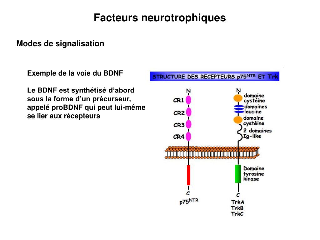 PPT - Facteurs neurotrophiques et plasticité cérébrale PowerPoint ...