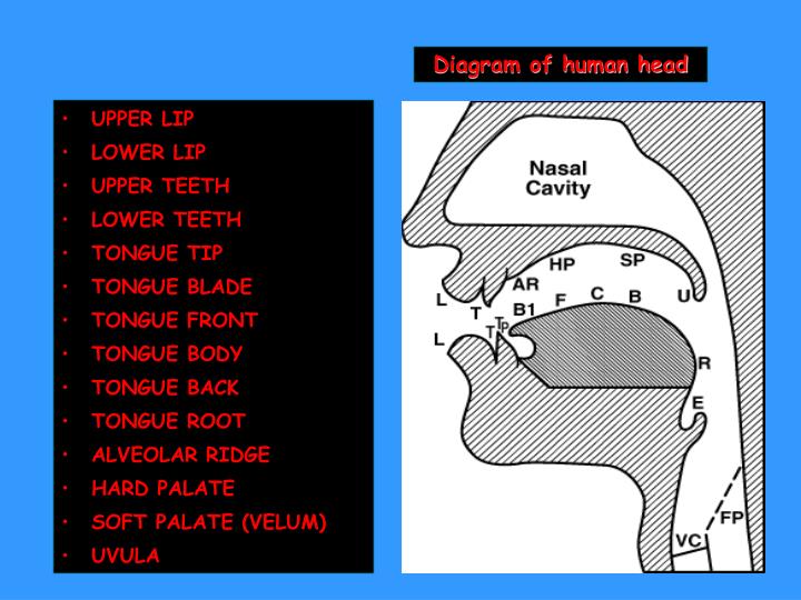 PPT - Class 1: Phonetics and Phonology PowerPoint Presentation - ID:6233671