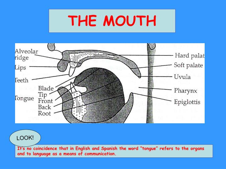PPT - Class 1: Phonetics and Phonology PowerPoint Presentation - ID:6233671