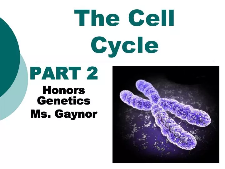 PPT - The Cell Cycle PowerPoint Presentation, free download - ID:6233879