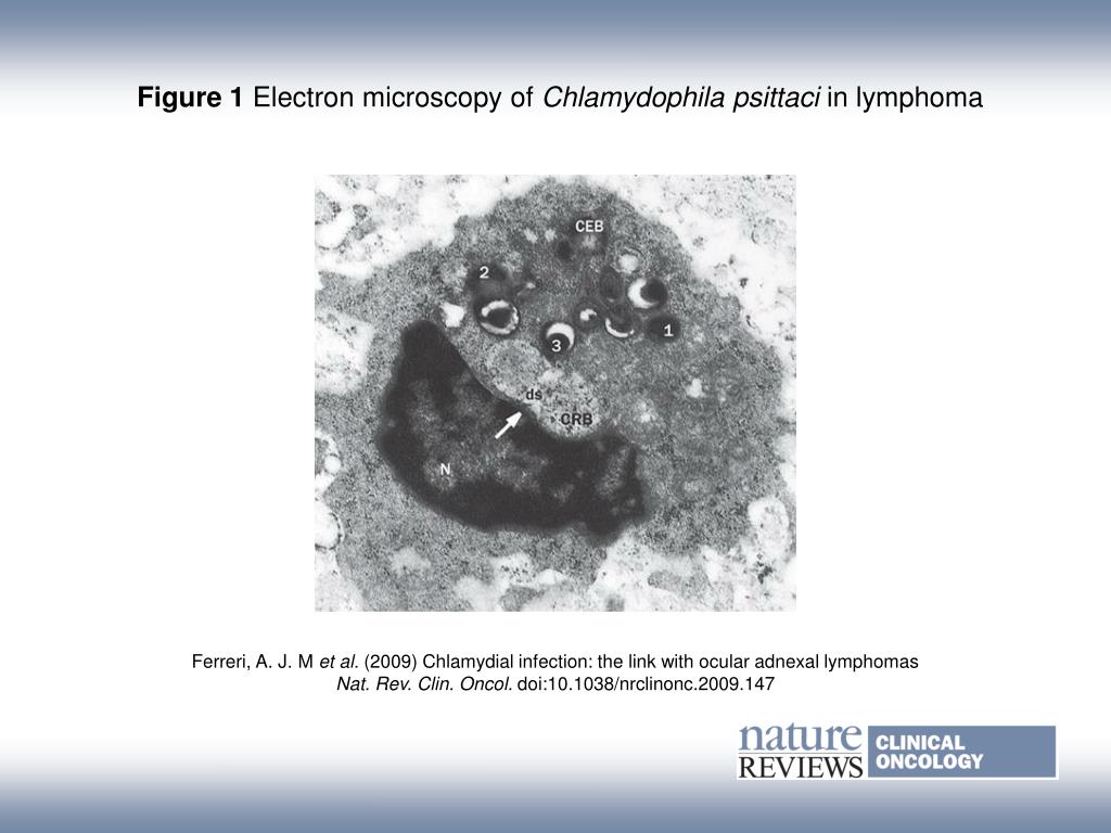 PPT - Figure 1 Electron microscopy of Chlamydophila psittaci in ...