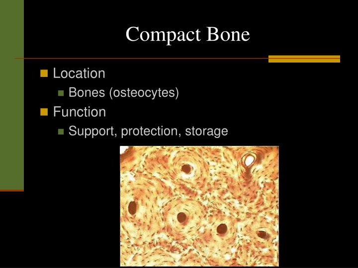 PPT - Chapter Five PowerPoint Presentation - ID:6236253