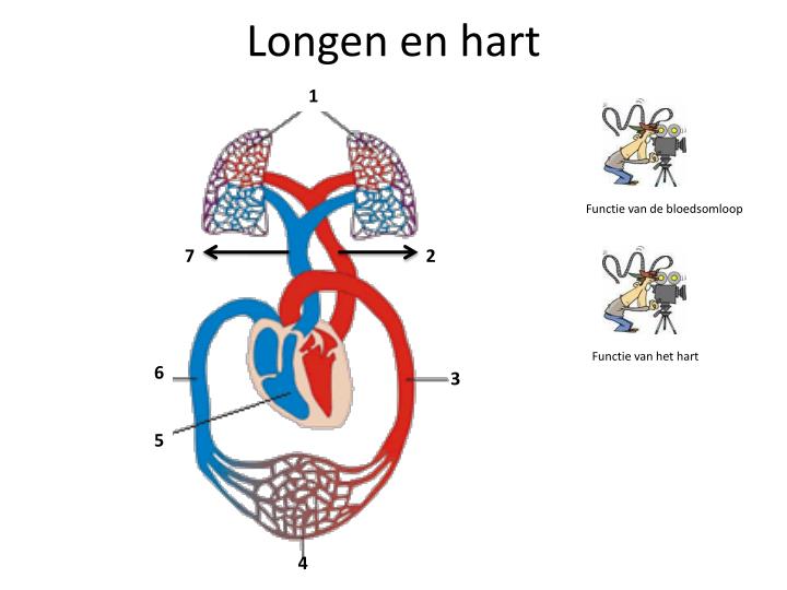 Transport Hart En Bloedsomloop Ppt By Ruben Issuu Images