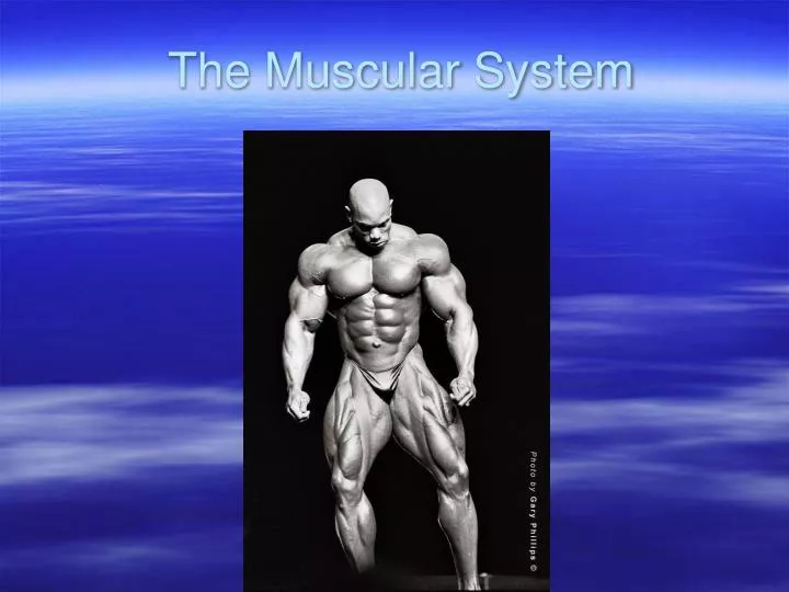 Muscle Ppt