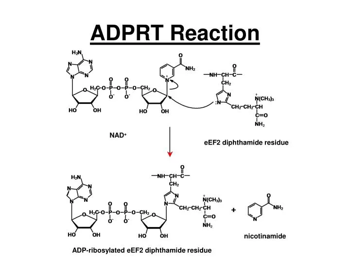 PPT - ADPRT Reaction PowerPoint Presentation, free download - ID:6238014