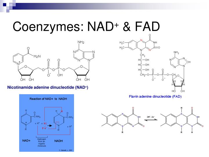 PPT - Harvesting Chemical Energy: Cellular Respiration PowerPoint ...